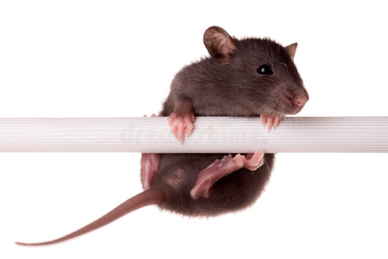 Small black baby rat stock photo. Image of baby, domestic - 219915698