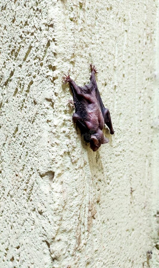 Small Black Bat Hanging in Wall, Wildlife Photography Stock Image ...