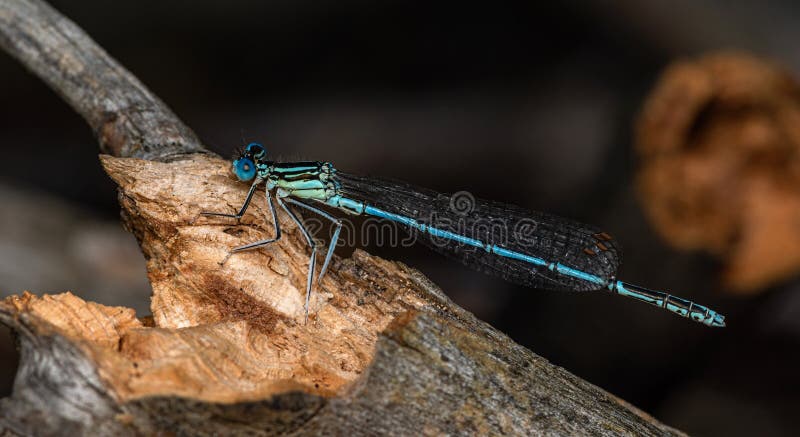 A Small Black and Blue Dragonfly Sits on a Fallen Dry Pine Branch Stock ...