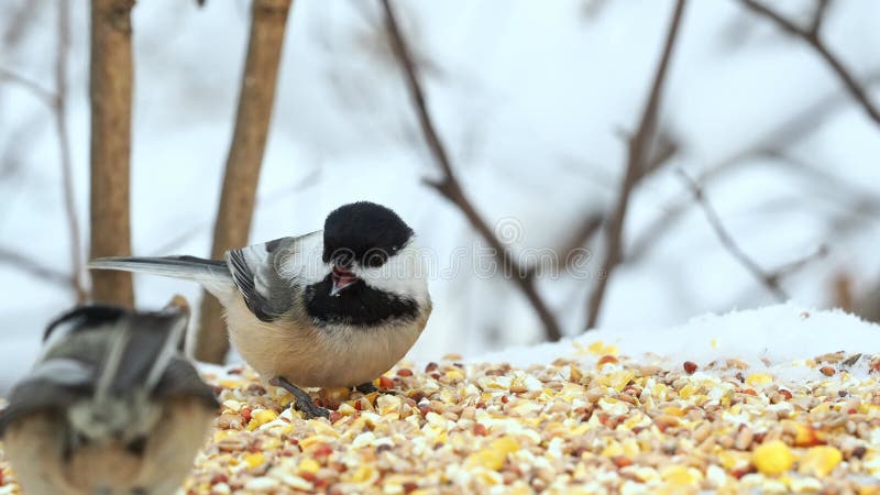 A Chickadee Eats Seeds and Defends Food from Another Bird Stock Footage ...