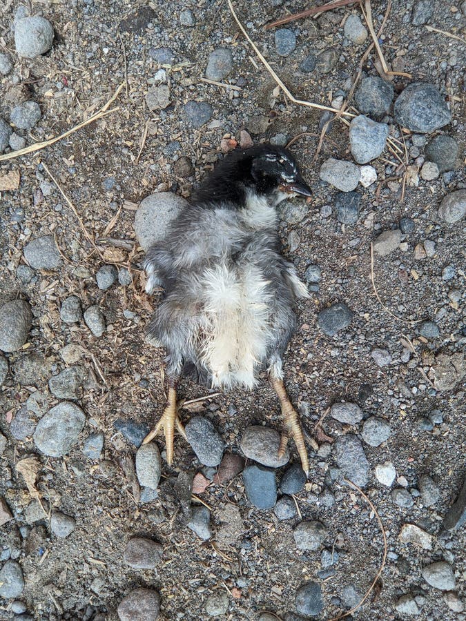 Died Suddenly Stock Photos - Free & Royalty-Free Stock Photos from ...