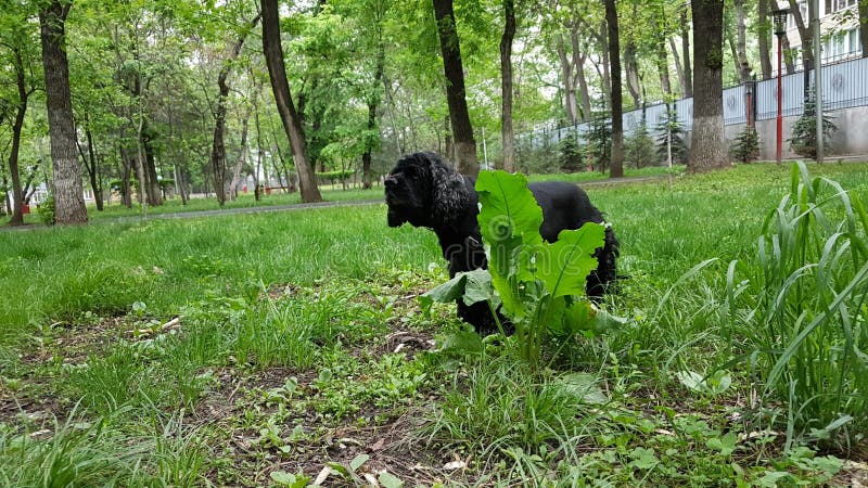 Black Cocker Spaniel . stock image. Image of motion - 115914767