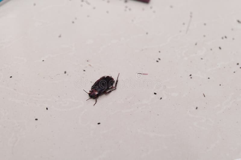 Small Black Cockroach Crawling on a Light Colored Surface Surrounded by ...
