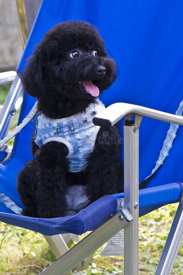 Small black dog on a chair stock image. Image of dressing - 61047231