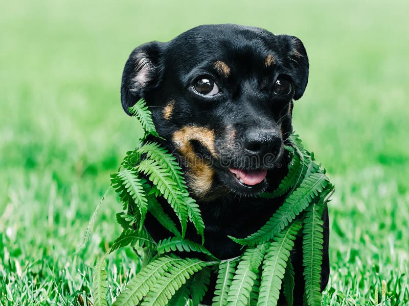 A Small Black Dog in Nature, Smiling Stock Photo - Image of nature ...