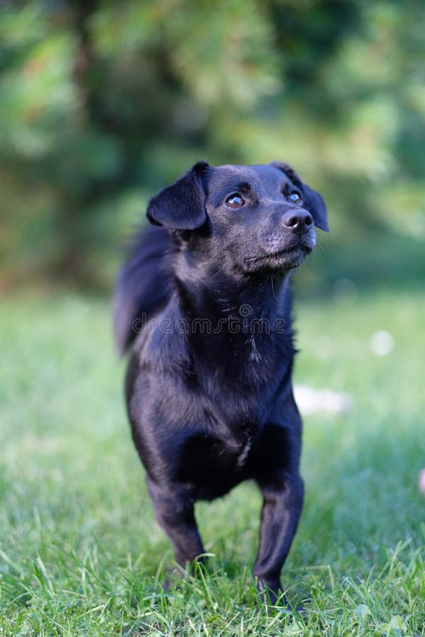 A small black dog stock image. Image of muzzle, friend - 98350193