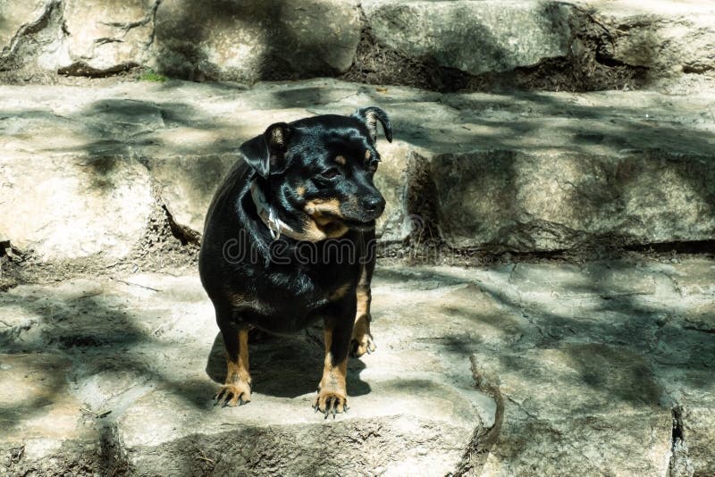 A Small Black Dog on the Stone Steps Stock Photo - Image of steps, rise ...