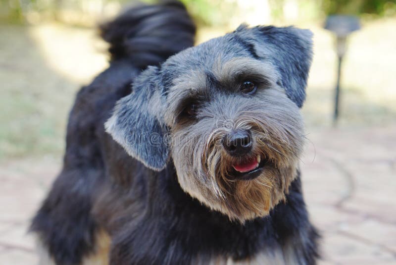 Small Black Dog with Suspect Face Stock Image - Image of hairy, ground ...
