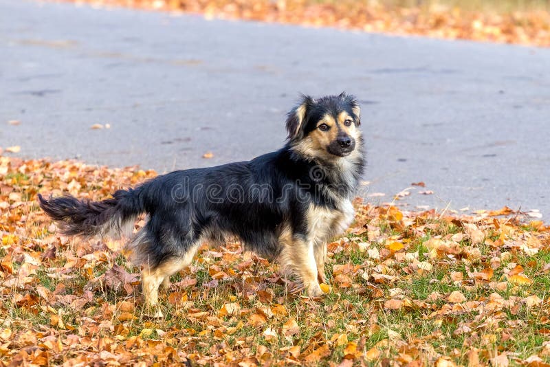 Small Black Dog on a Walk in the Autumn Park Stock Photo - Image of ...