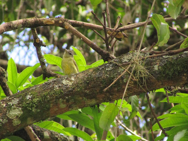 A Small Black-eared Flatbill Bird Perched High in a Tree Stock Image ...