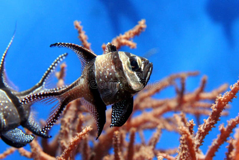 Small black fish stock photo. Image of brazil, mexique - 4860400