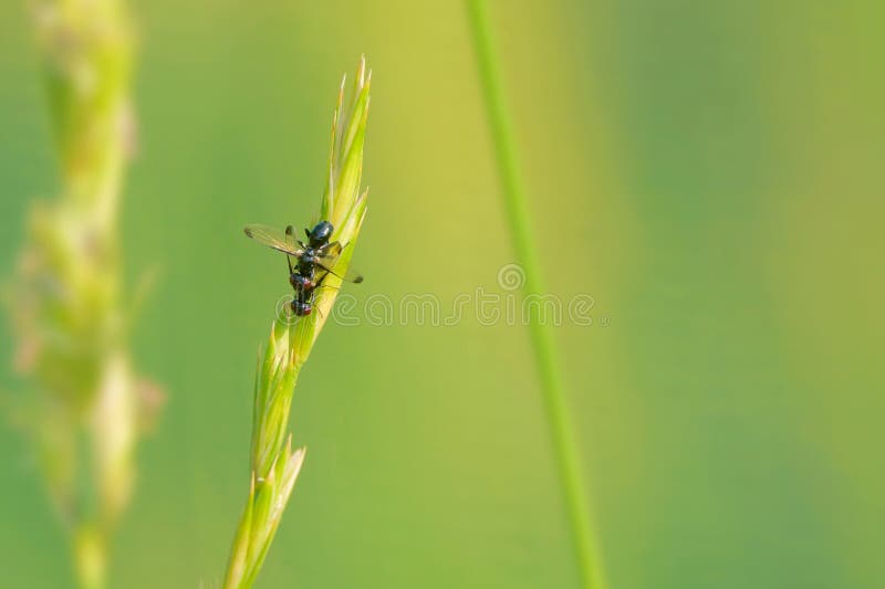 Micropodidae Stock Photos - Free & Royalty-Free Stock Photos from ...