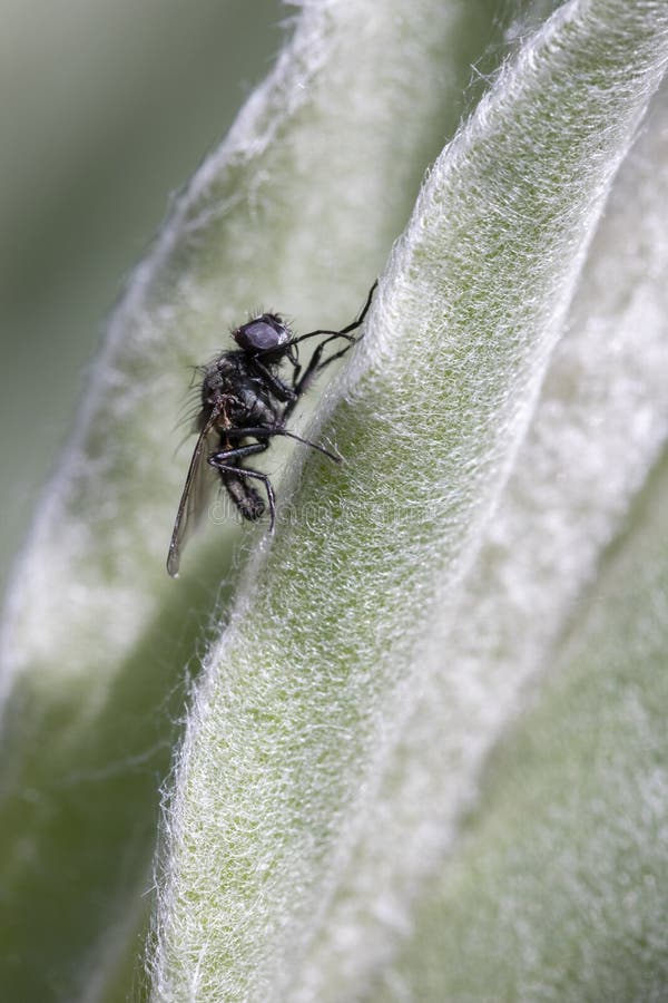 Small Black Fly on the Stem of a Rose Campion Plant Stock Photo - Image ...