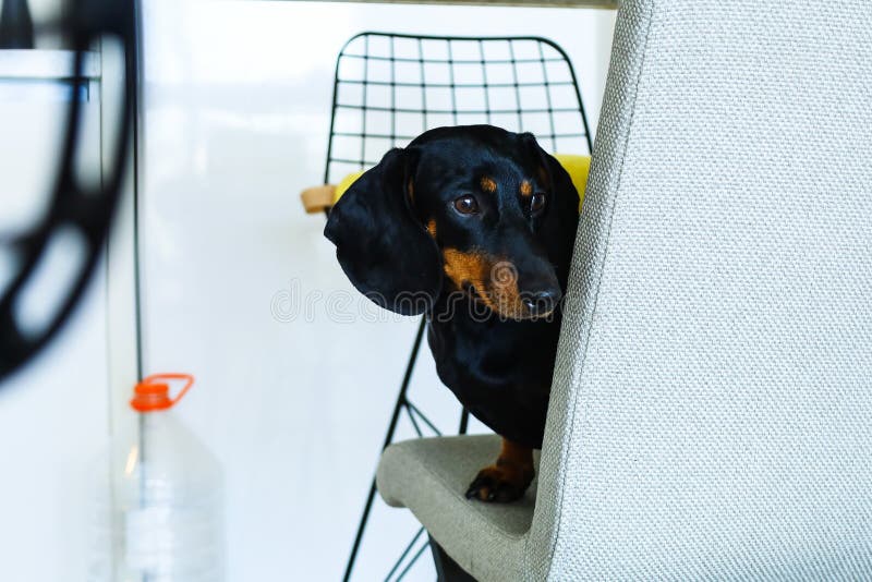 Small Black Funny Dog Hiding Behind a Chair Stock Image - Image of ...