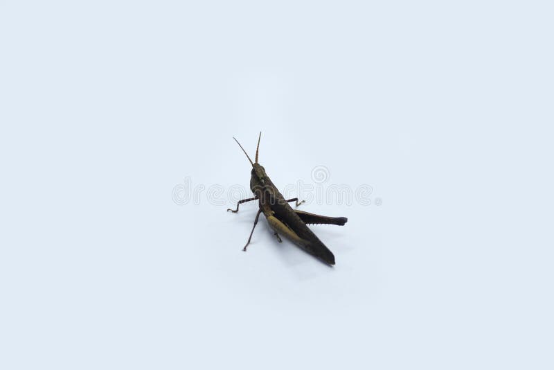 Grasshopper Locust Isolated on White Background Stock Photo - Image of ...