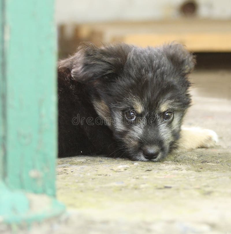 Small black homeless puppy stock photo. Image of brown - 26087198