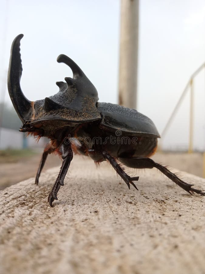 Small Black Horned Beetle Animal Stock Image - Image of honeybee, black ...
