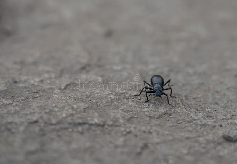 Small Black Insect Crawls on Sand Stock Photo - Image of park, close ...