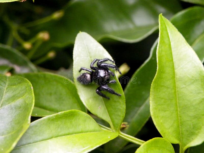 Small black Jumping Spider stock image. Image of jumping - 49255621