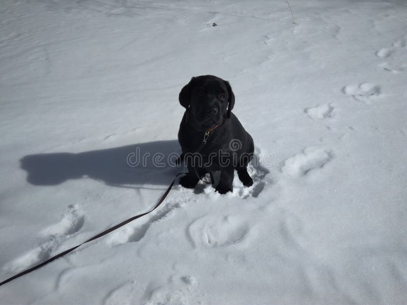 A Small Black Labrador Puppy Sits on the Snow in Winter on a Walk Stock ...