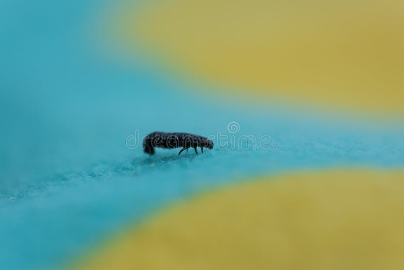 Small Black Larvae Crawling Along a Blue and Yellow Carpet.. Stock ...