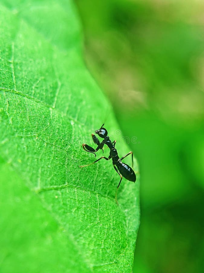 A black mantis nymph stock image. Image of wildlife, nymph - 7095297