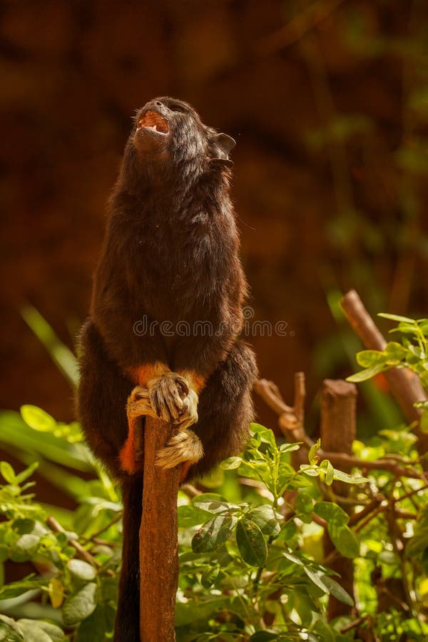 A Small Black Monkey with an Open Mouth Sits on a Stick Stock Image ...