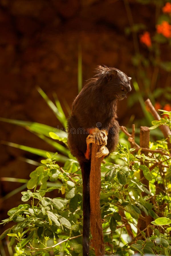 A Small Black Monkey Sits on a Stick. Stock Image - Image of costa ...