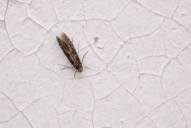 Moth on wall stock image. Image of wildlife, nature - 242515089