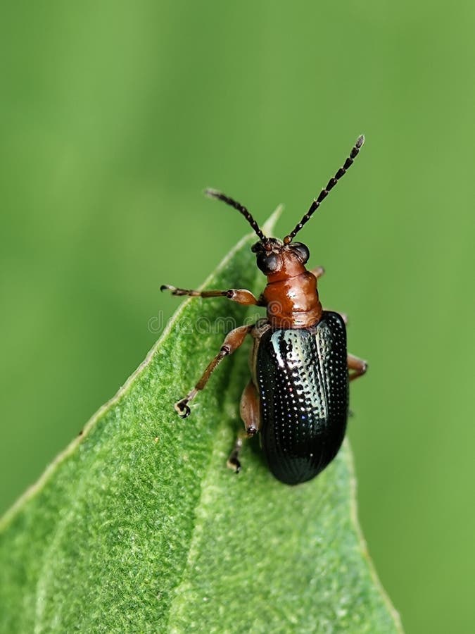 Small Black and Orange Leaf Beetle Possibly Oulema Sp. on a Green Leaf ...
