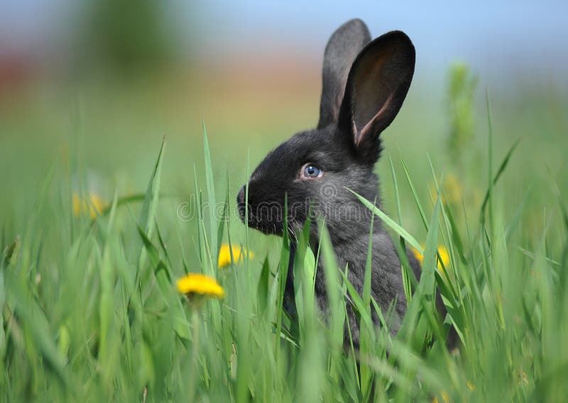 Small Black Rabbit stock photo. Image of flower, nature - 24979396
