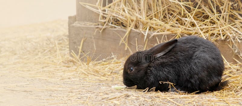 A Small Black Rabbit on a Farm. a Layout with Space for Text Stock ...