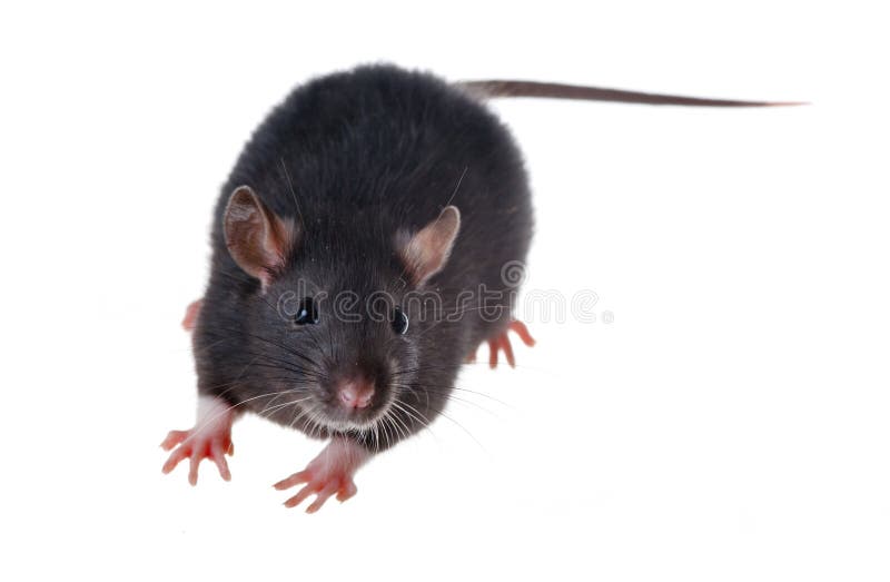 Portrait of a small rat stock image. Image of white, rodent - 12581925