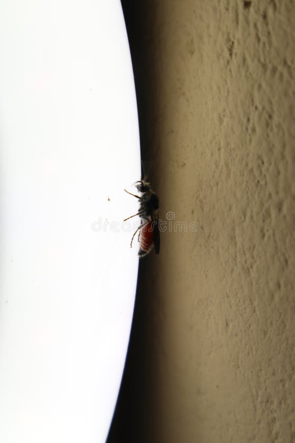 The Bee Landed on the Surface of the White Lamp Light. Stock Image ...