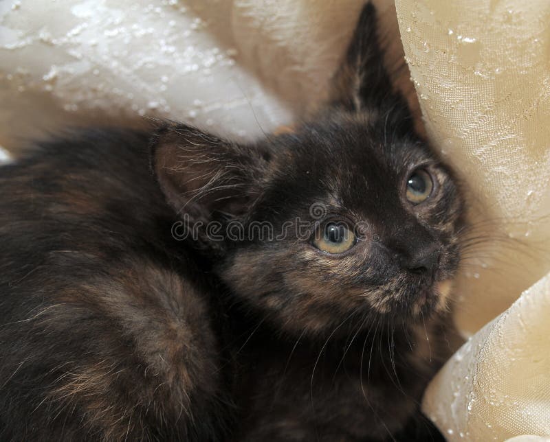 Small Black and Red Scared Kitten on the Couch Stock Image - Image of ...