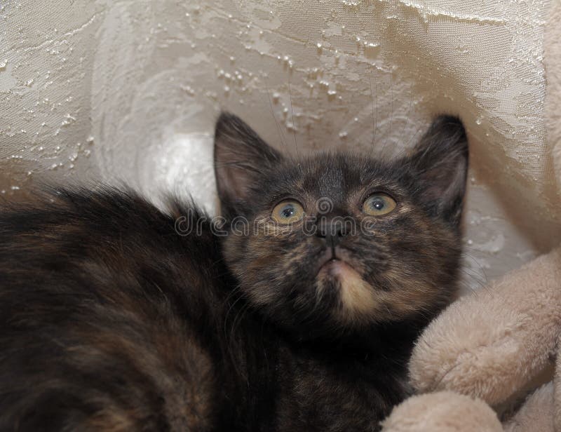 Small Black and Red Scared Kitten on the Couch Stock Image - Image of ...