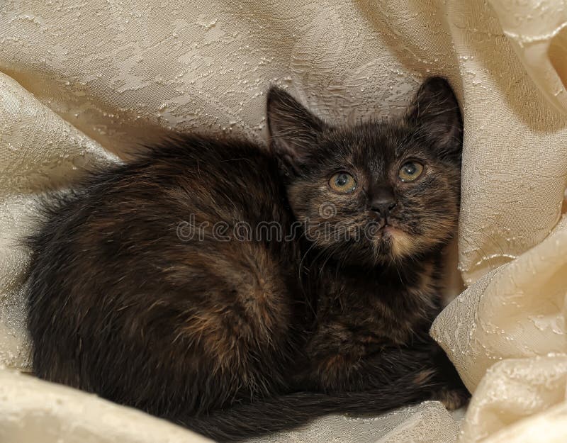 Small Black and Red Scared Kitten on the Couch Stock Photo - Image of ...