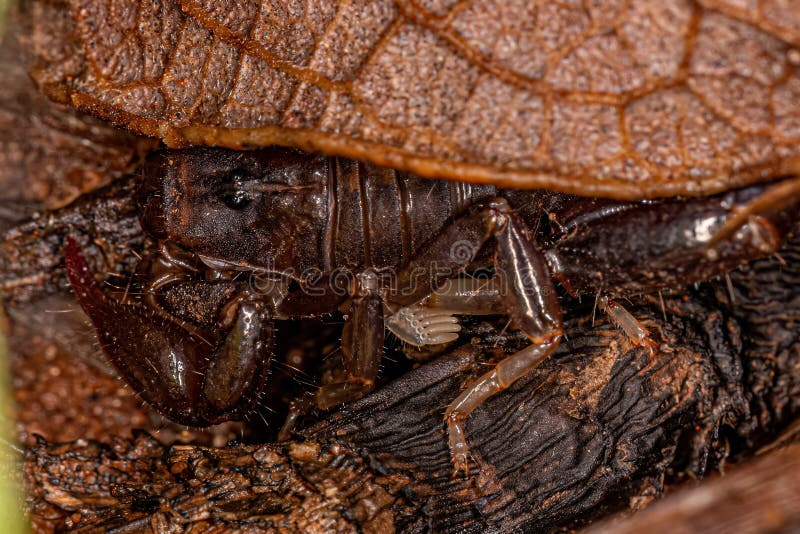 Small Black Scorpion stock image. Image of predators - 258932789