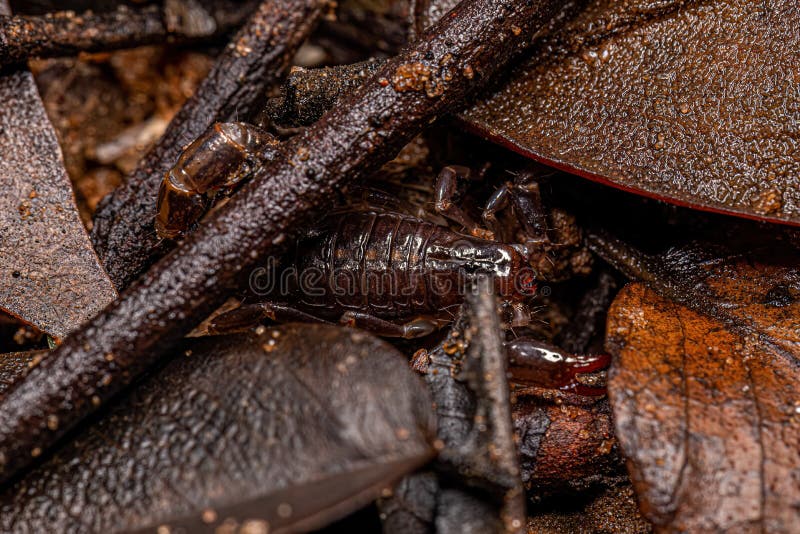 Small Black Scorpion stock image. Image of danger, invertebrate - 258932855