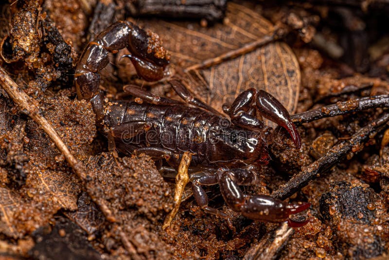 Small Black Scorpion stock image. Image of brown, natural - 258932865