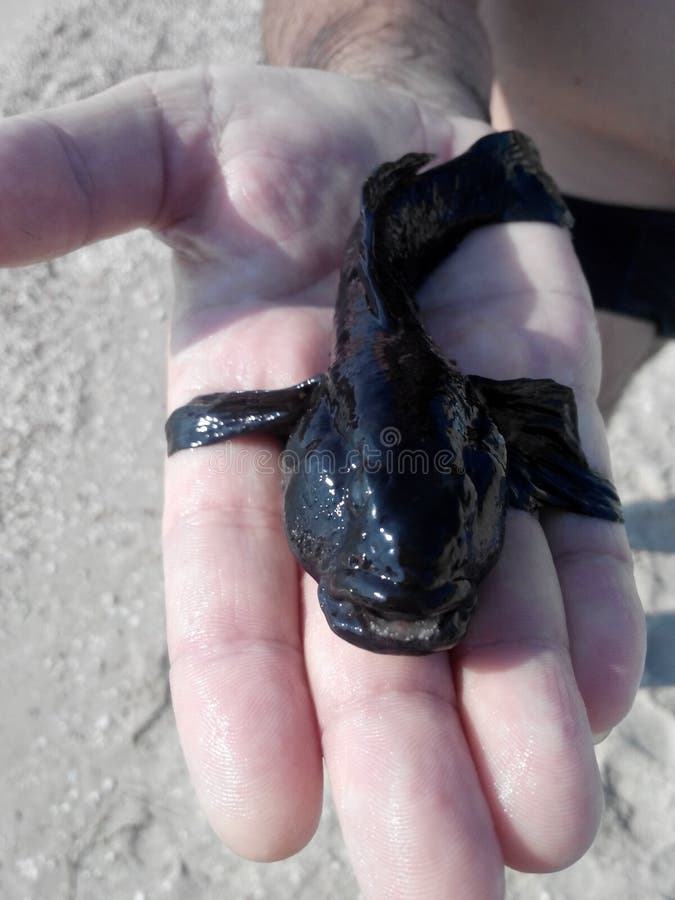 Small black fish stock photo. Image of petit, fishes, diving - 4860400
