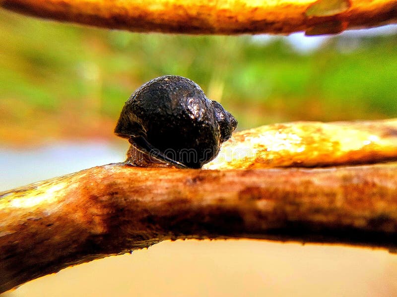 A Small Black Snail Was Attached To a Plant Branch Stock Image - Image ...