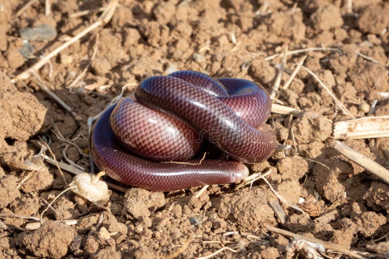 Small Black Snake Curled Up on the Ground. Stock Image - Image of coil ...