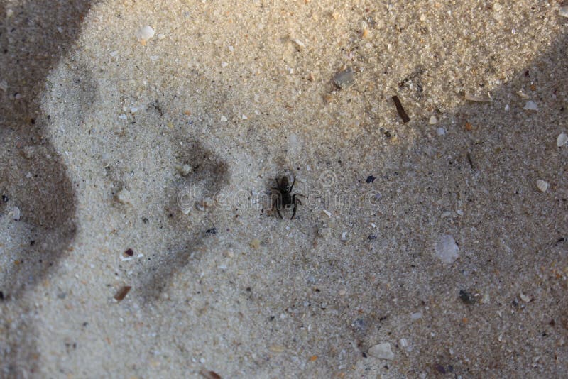 Small Black Spider with Claws Lives in the Sand on the Beach Stock ...