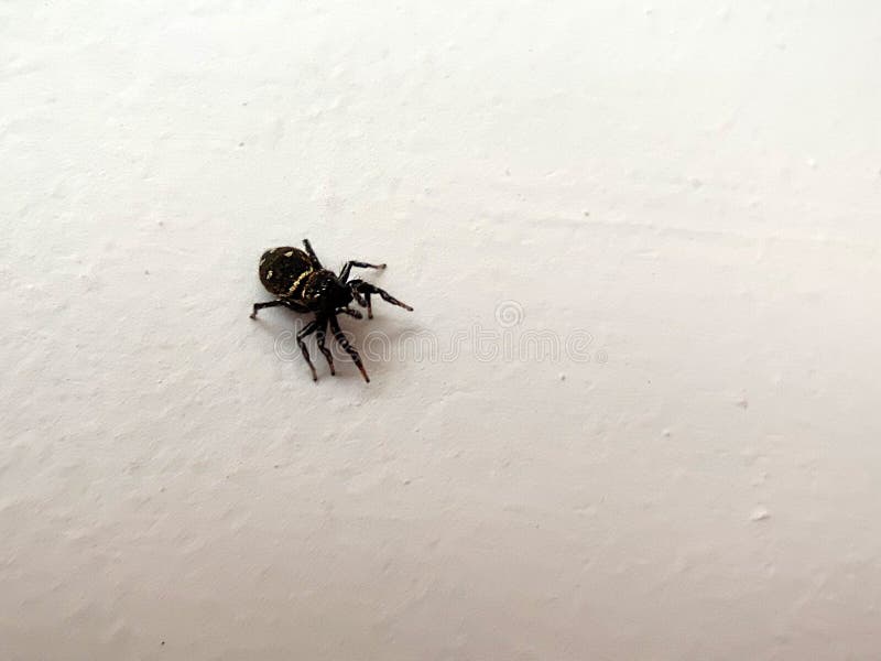 Small Black Spider Close-up on a White Surface Stock Photo - Image of ...