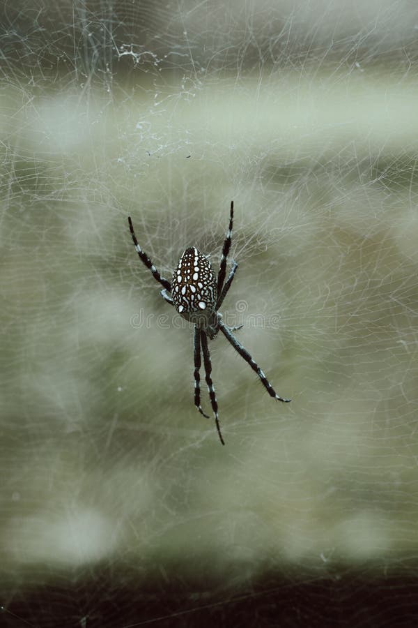 Small, Black Spider Perched on a Delicate Web Spun between Two Branches ...