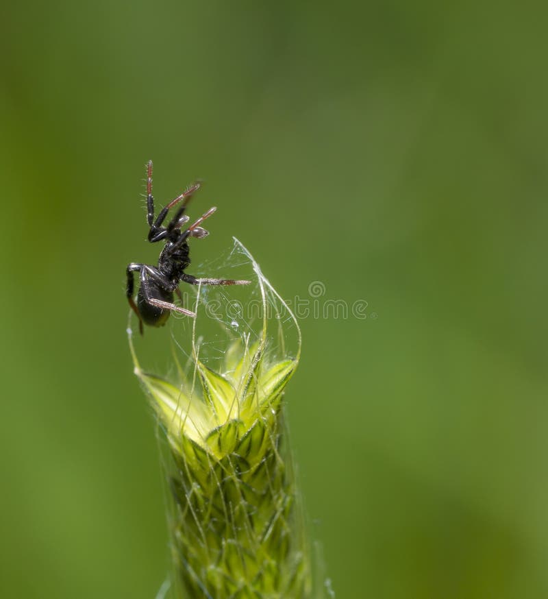 Spider on ear top stock photo. Image of green, spider - 278553620
