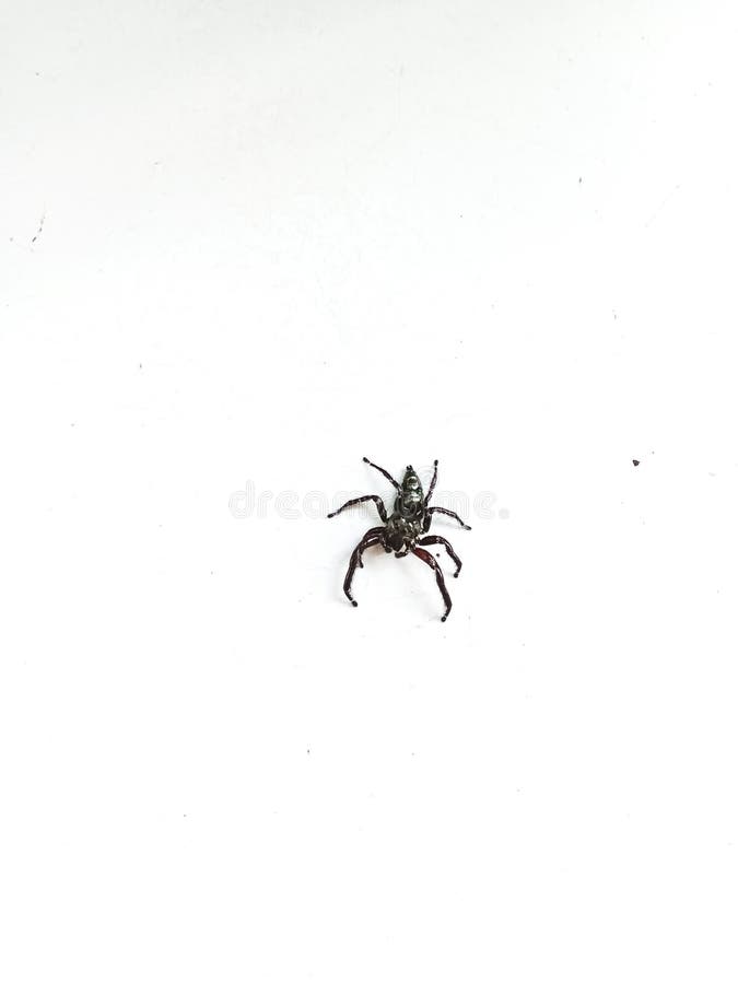 Small Black Spider on White Floor Stock Photo - Image of spider, black ...