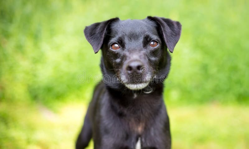 A Small Black Terrier Mixed Breed Dog Stock Image - Image of outdoors ...