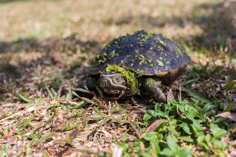 The Small Black Turtle is Walking in the Grass Field. Stock Photo ...